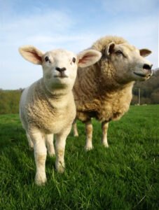 Sheep Raising and Management Tips – Mother Earth News